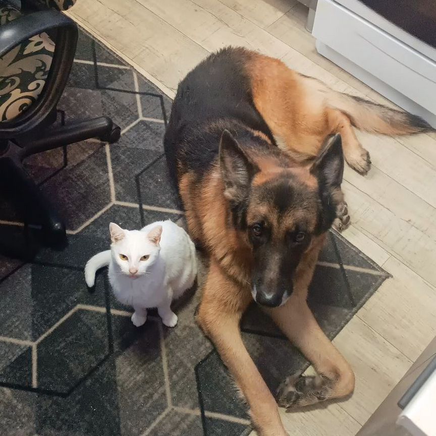 Отдам в добрые руки