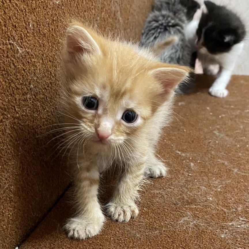 Котёнок в добрые руки
