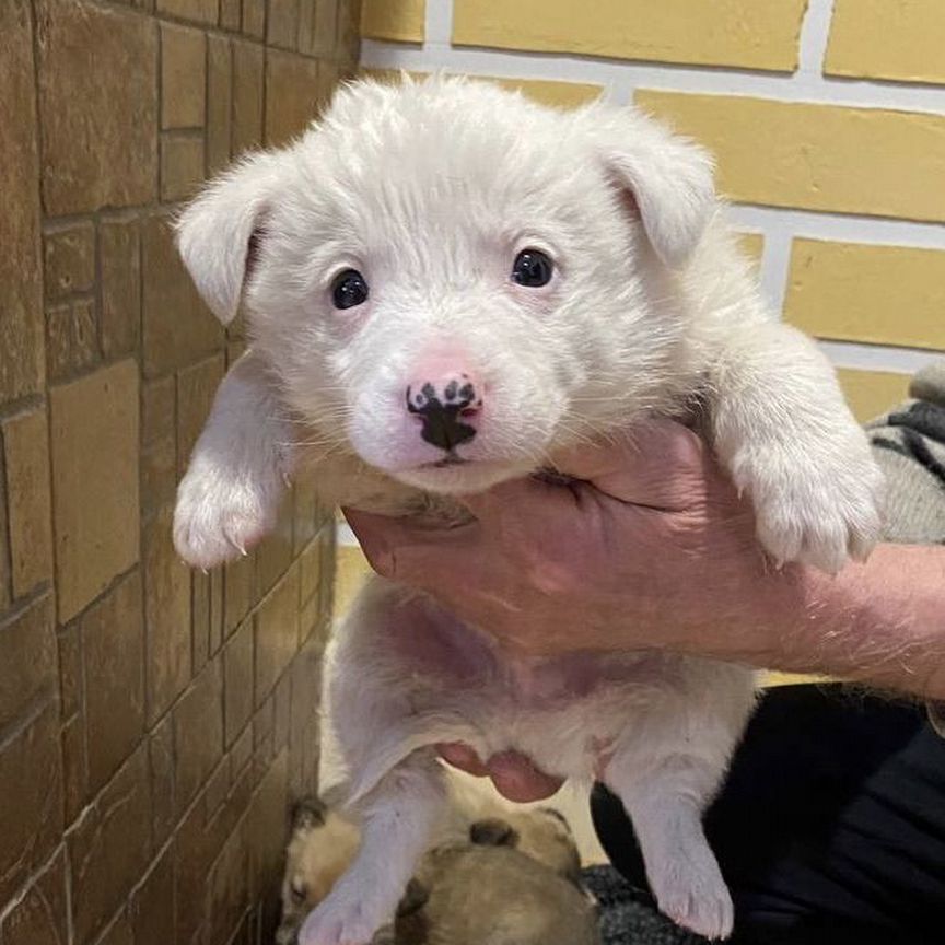 Щенок в добрые руки