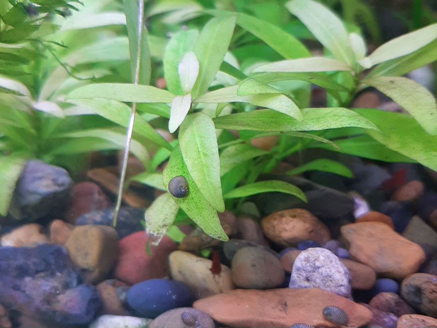 Теодоксус улитка аквариумная