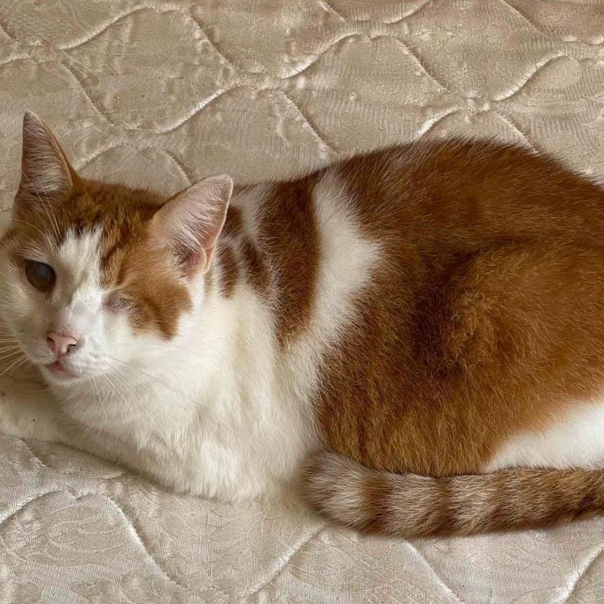 Кошка 7 лет в добрые заботливые ручки