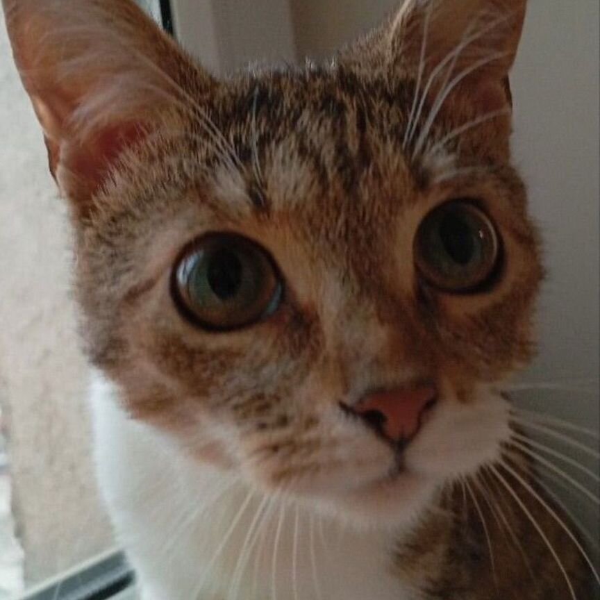 Фелисетт ищет дом