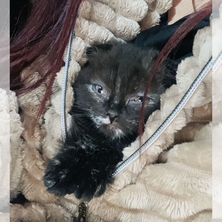 Шотландский вислоухий короткошёрстный котёнок