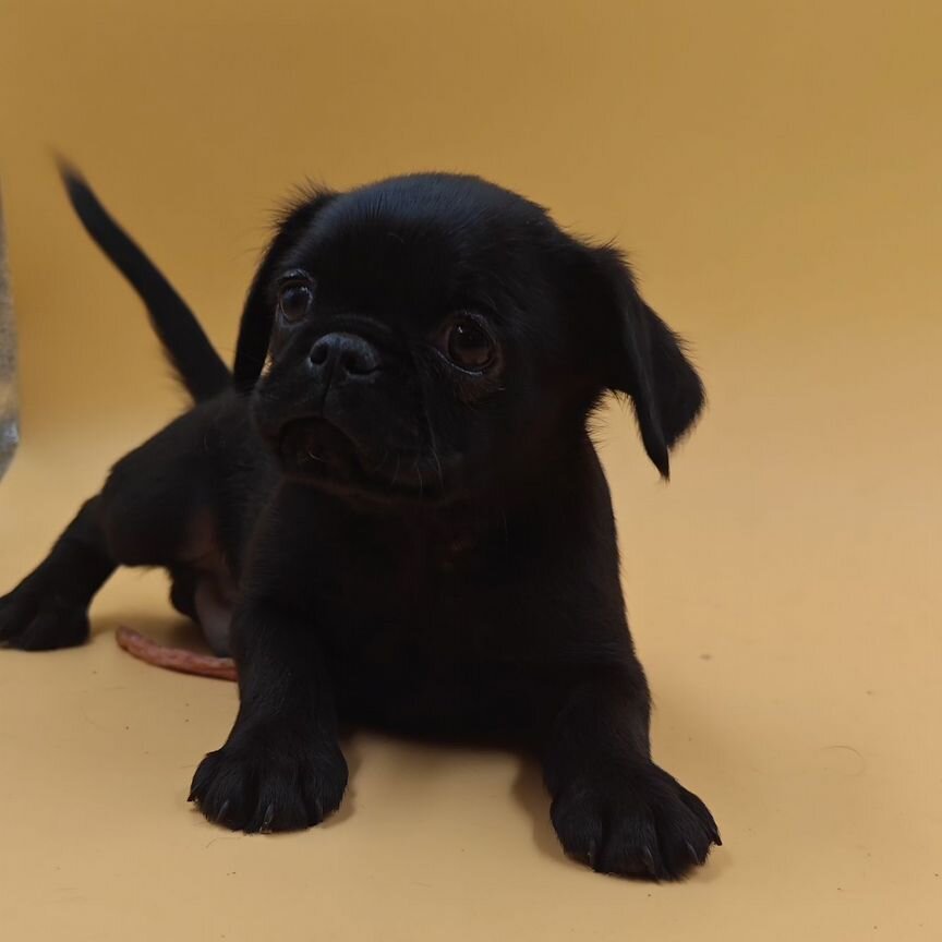 Мальчик брабант