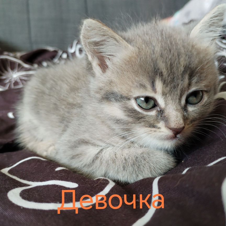 Котята в добрые руки