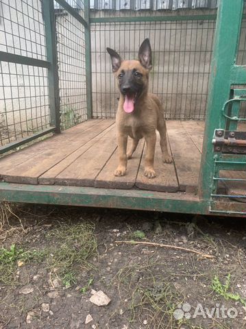 Девочки Малинуа