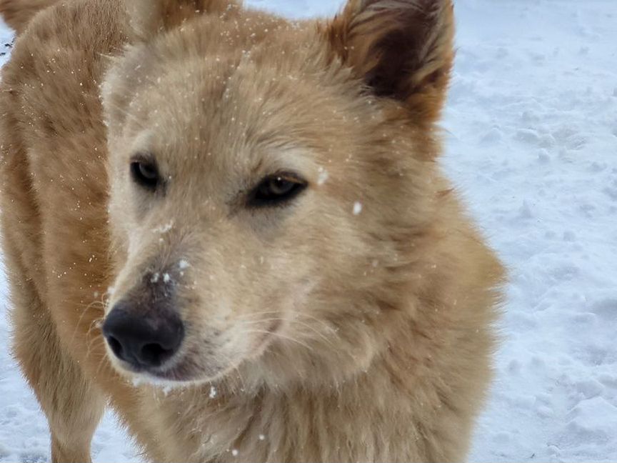 Щенок В добрые руки бесплатно