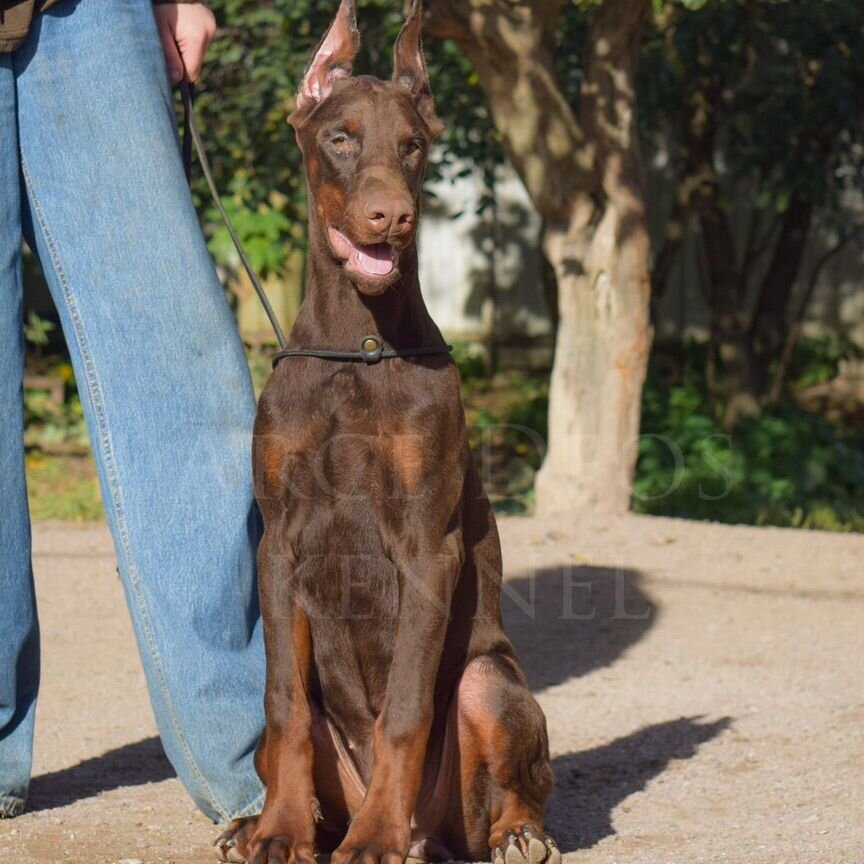 Щенки добермана