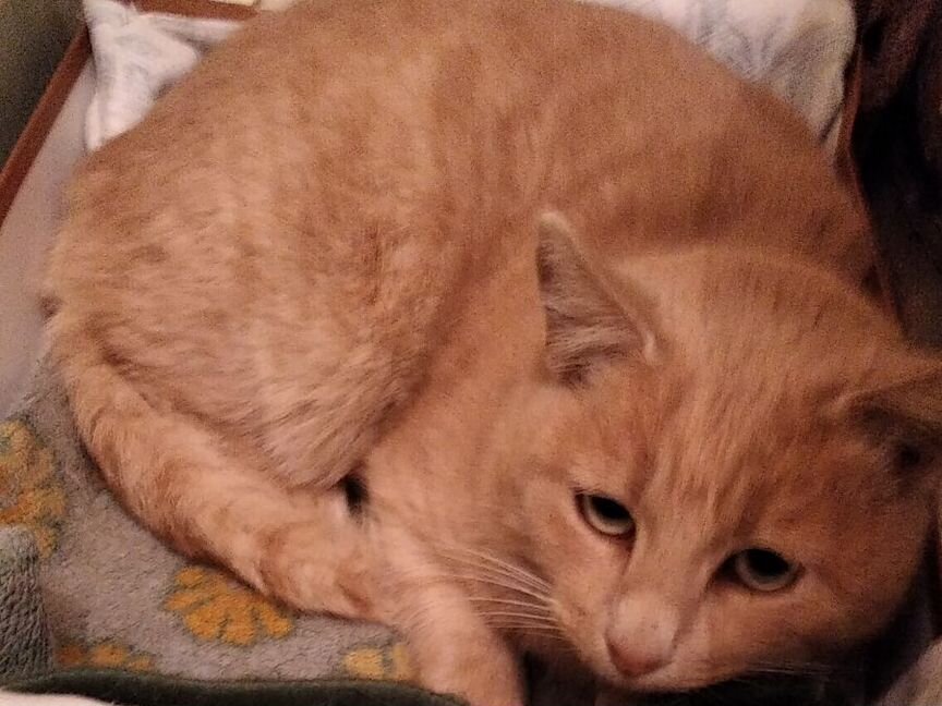 Рыженькая кошечка ищет дом