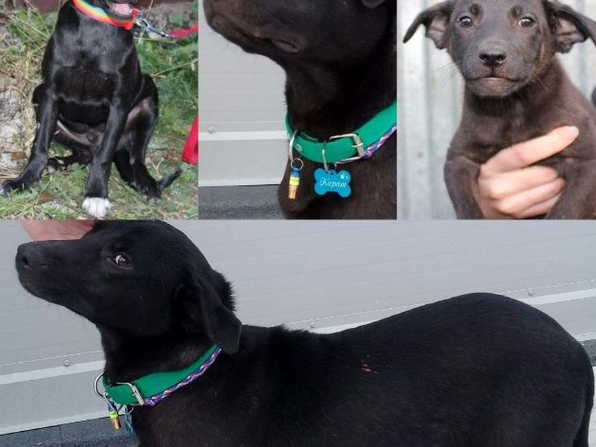 Щенок-подросток ищет любимые ручки