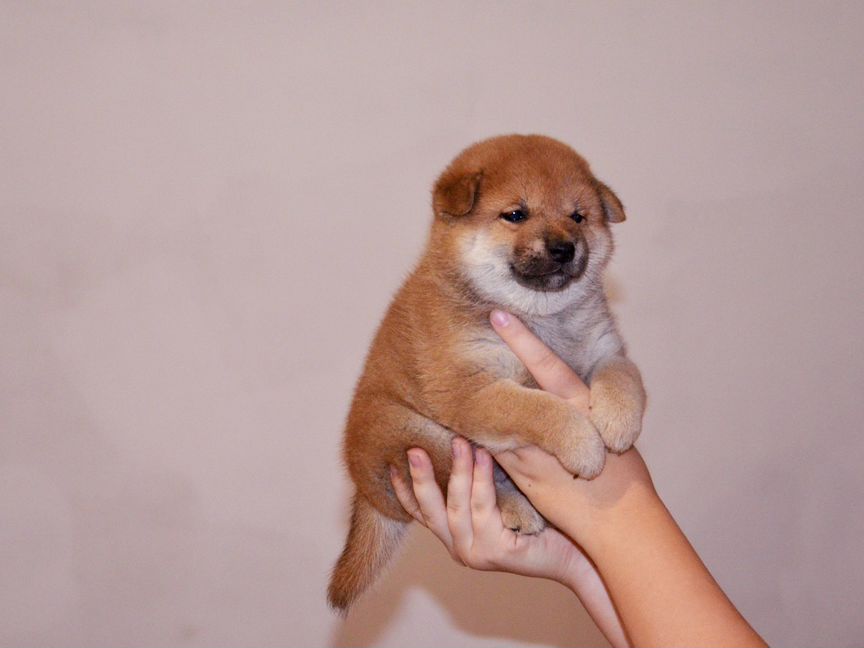 Сиба шиба ину щенки