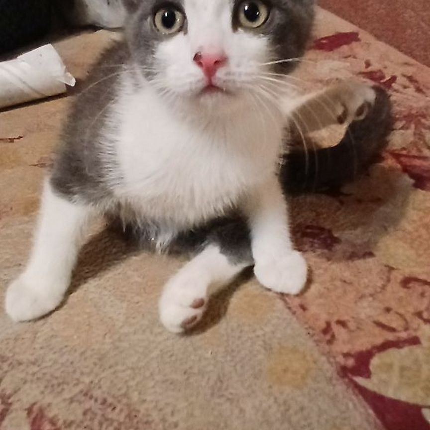 Котенок в добрые руки