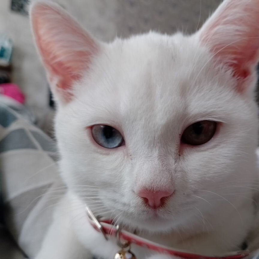Кошка 1000р