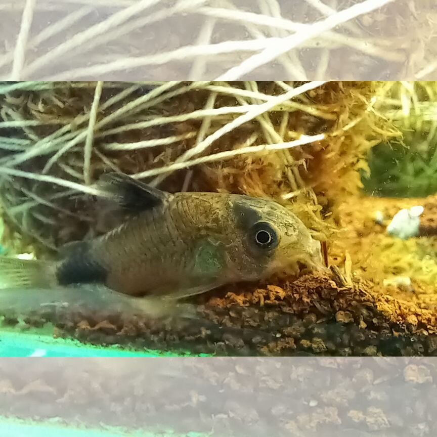 Сомики панда