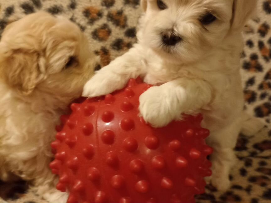 Мальтезики- просто Чудо