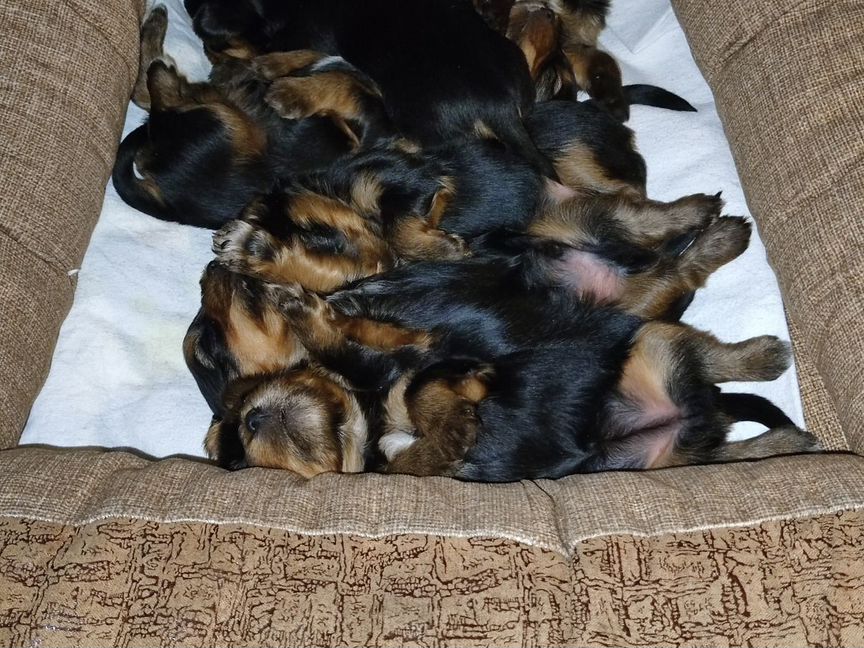 Продаются щенки йорка