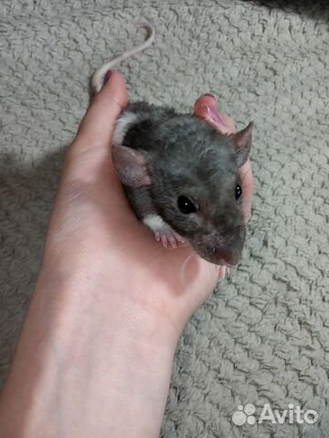 Отдам крысу
