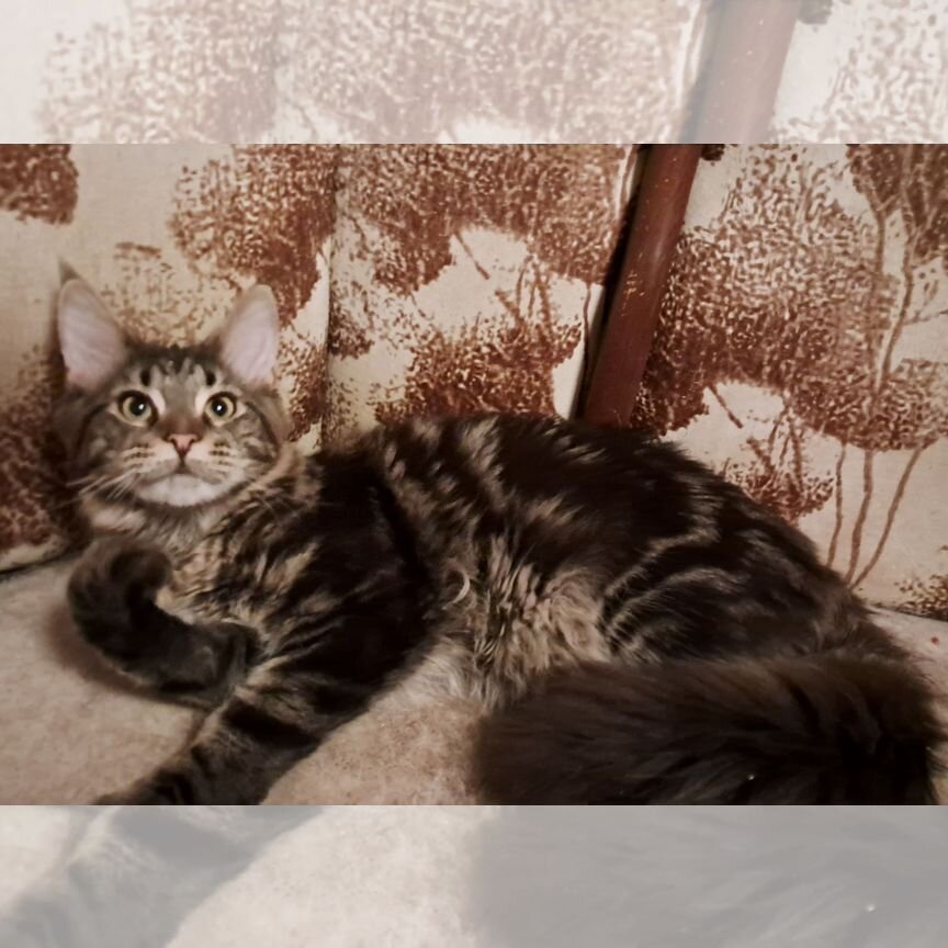 Мейн-кун котёнок