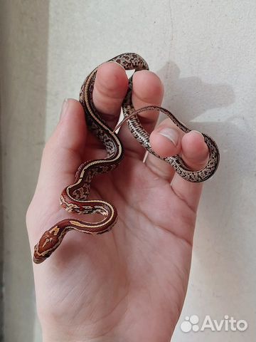 Змея маисовый полоз