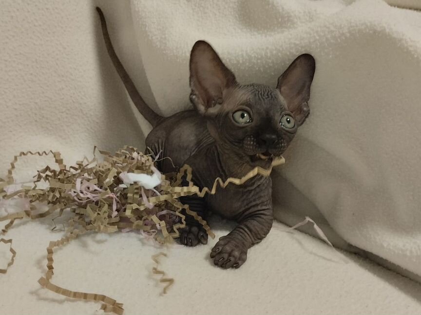 Шоколадная принцесса)