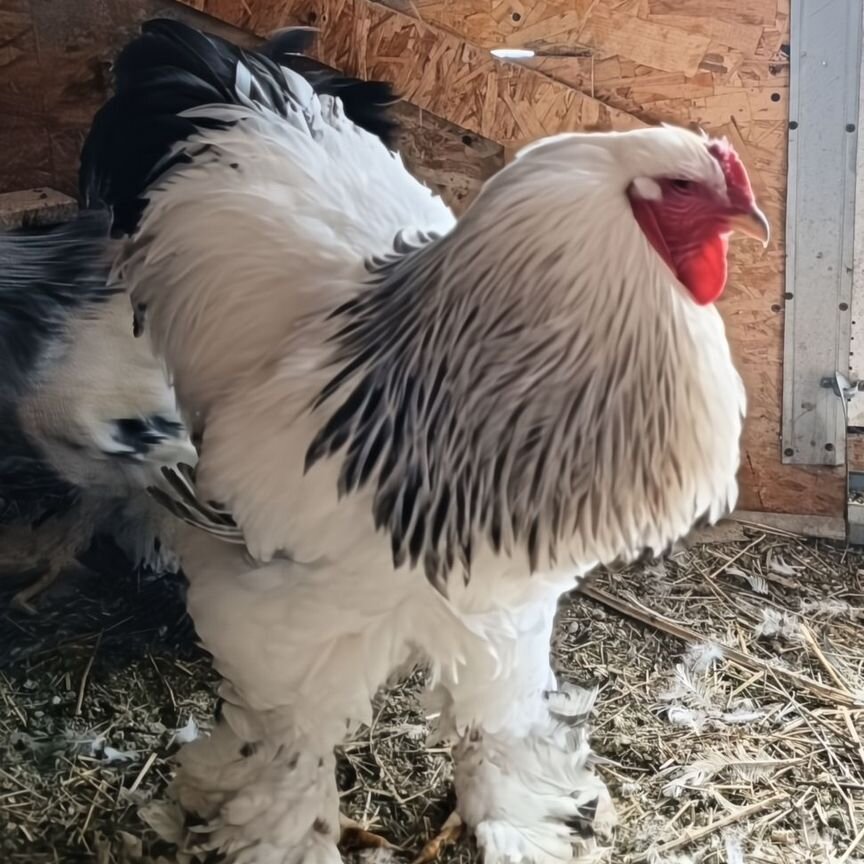 Брама светлая колумбийская петухи