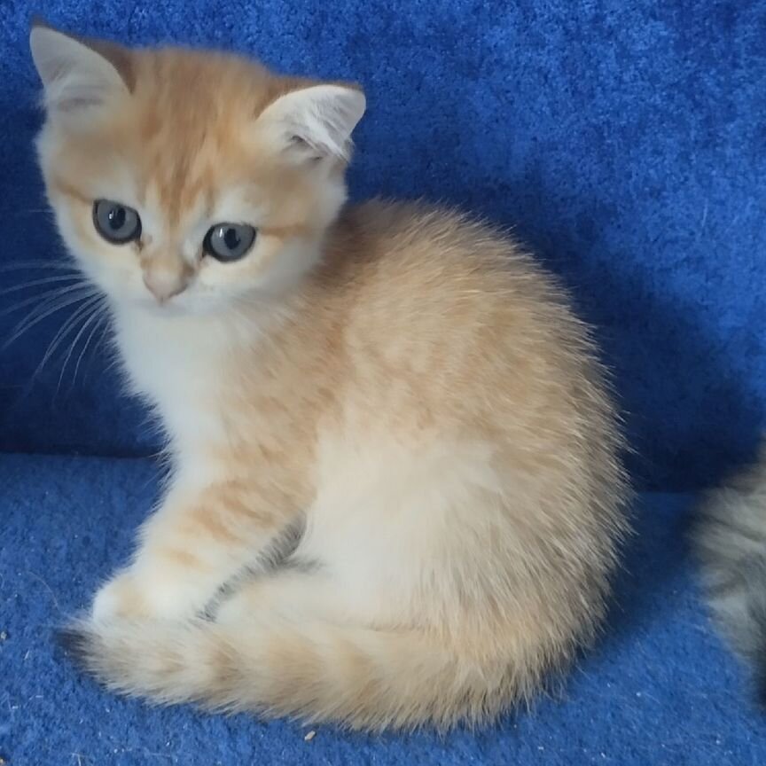 Девочка британка золотая шиншилла