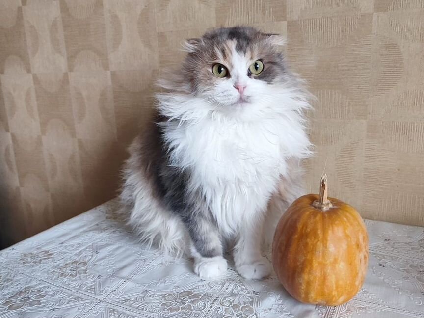 Кошки