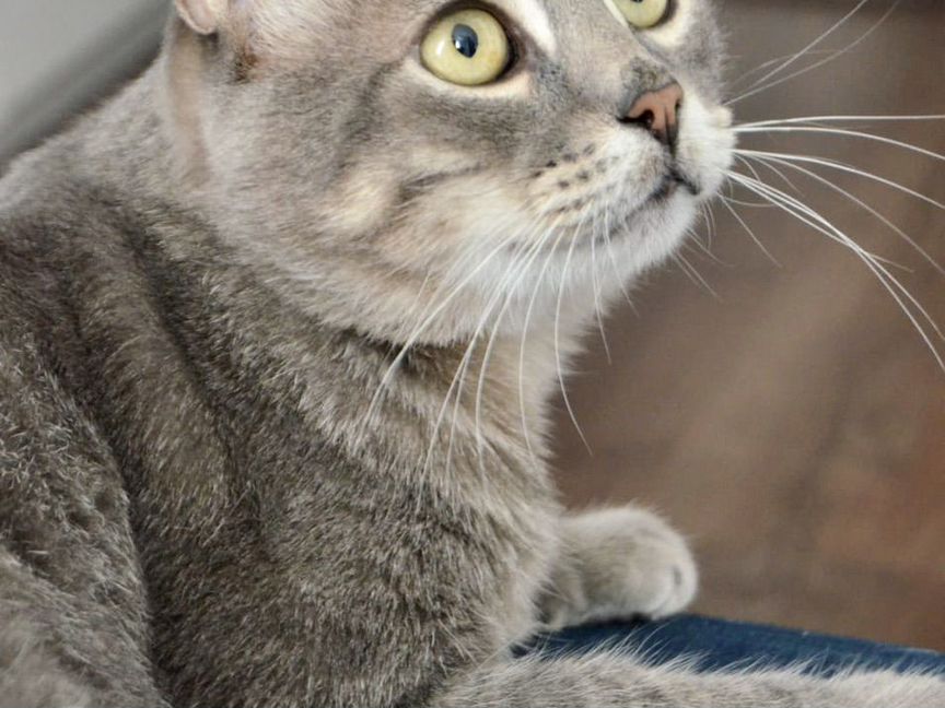 Особенный кот