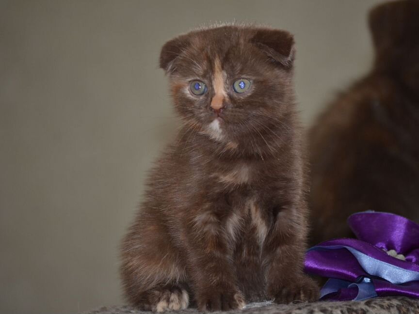 Шотландские котята все мраморные, круги на животе