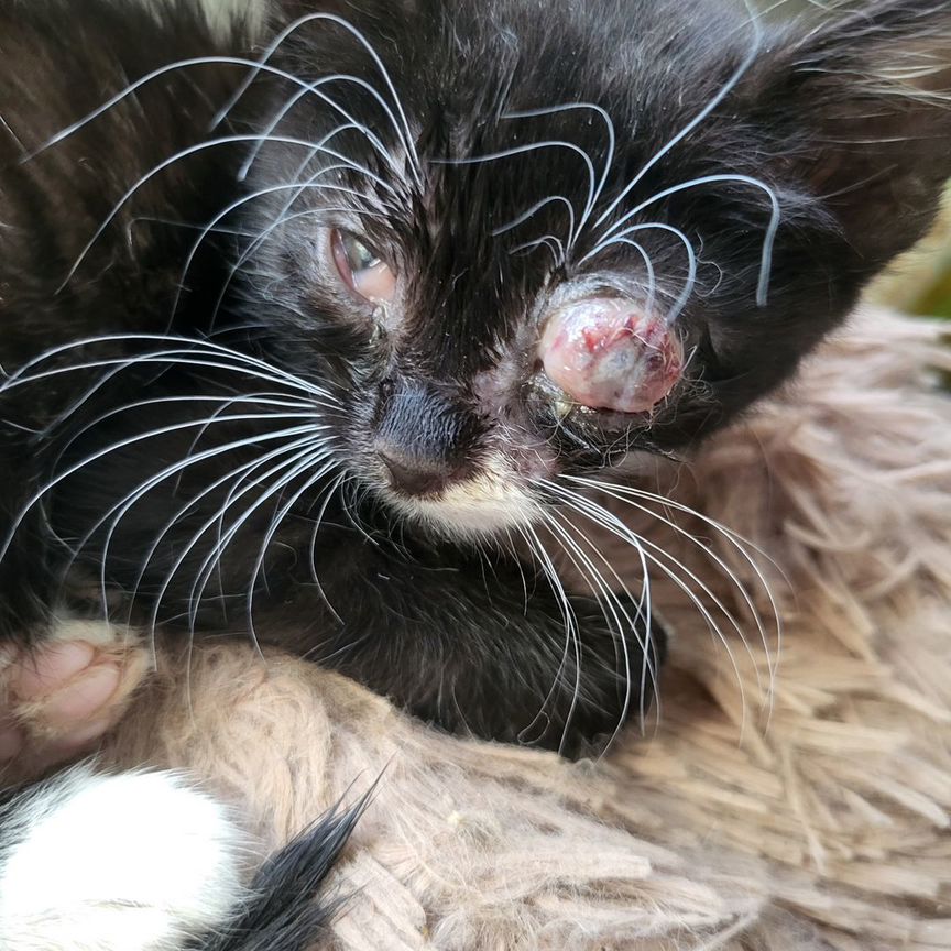 Котята просят о помощи