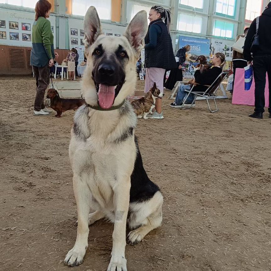 Восточноевропейская овчарка, взрослая собака