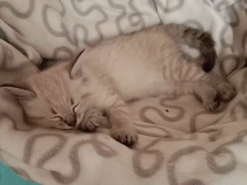 Котята в добрые руки бесплатно