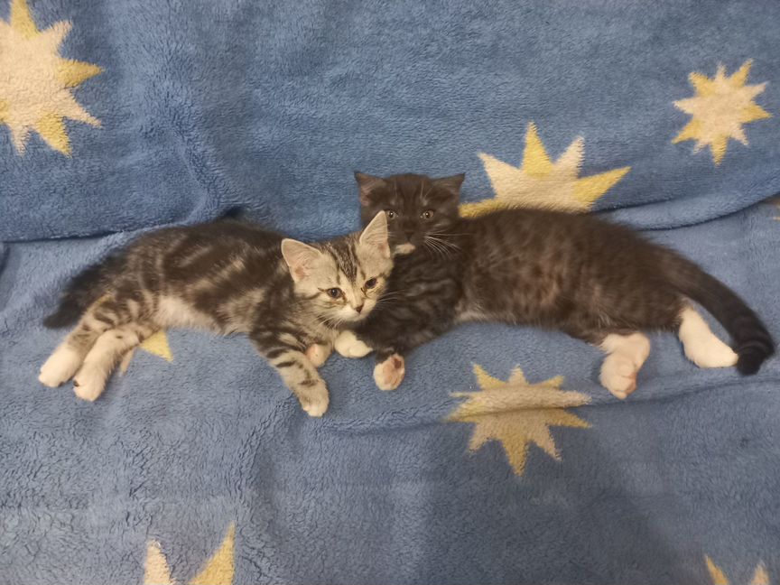 Шотландские вислоухие котята