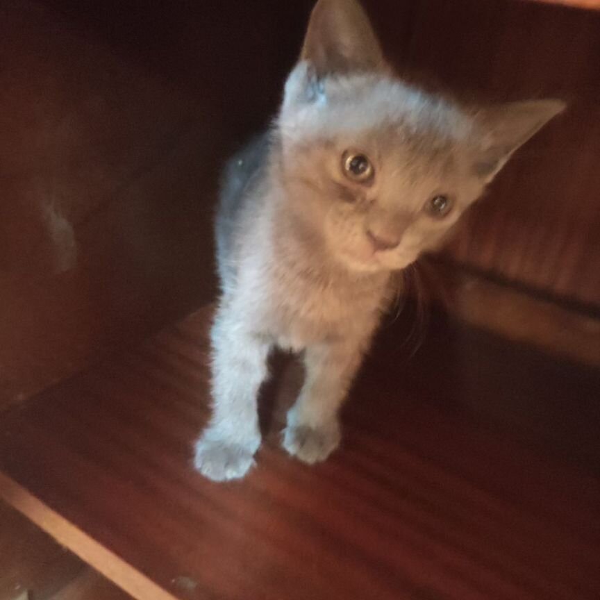 Отдадим в хорошие руки славных милых котят