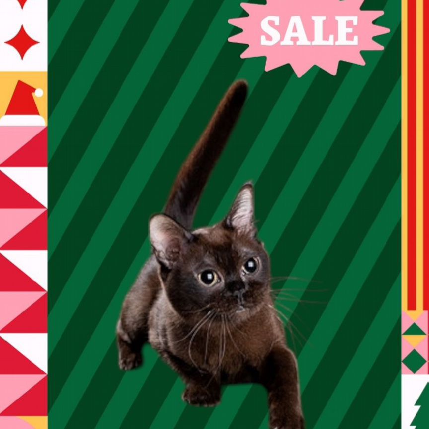 Бурма. Американский тип