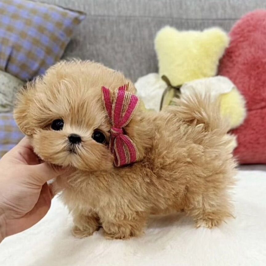 Мальтипу, щенок