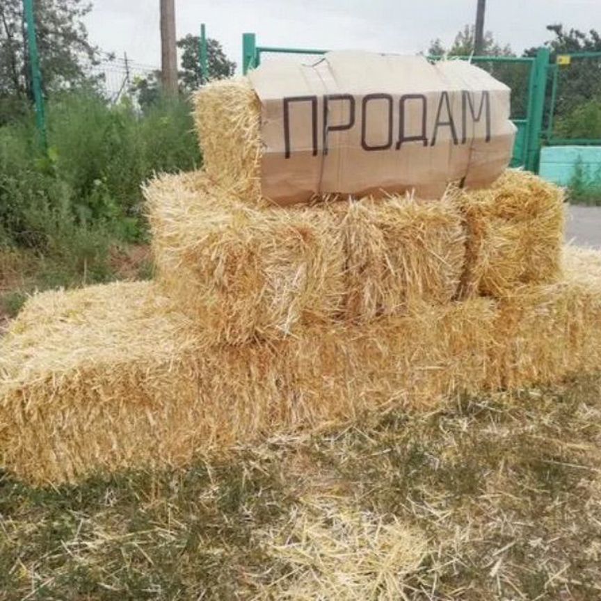 Солома ячменая