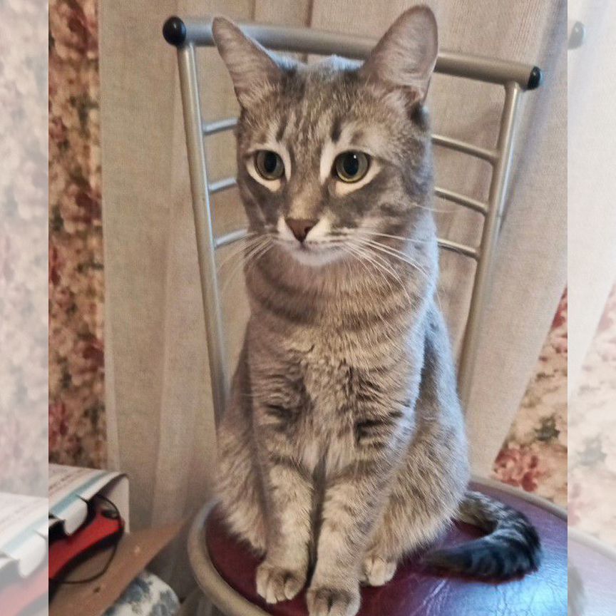 Просто котик