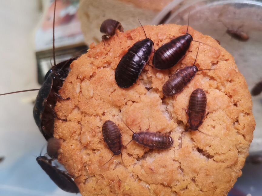 Мадагаскарский таракан