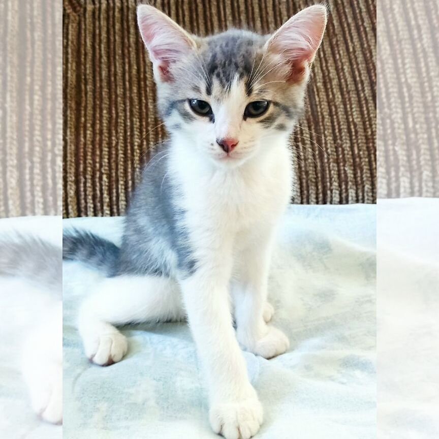 Котята серый, чёрный, серо-белый