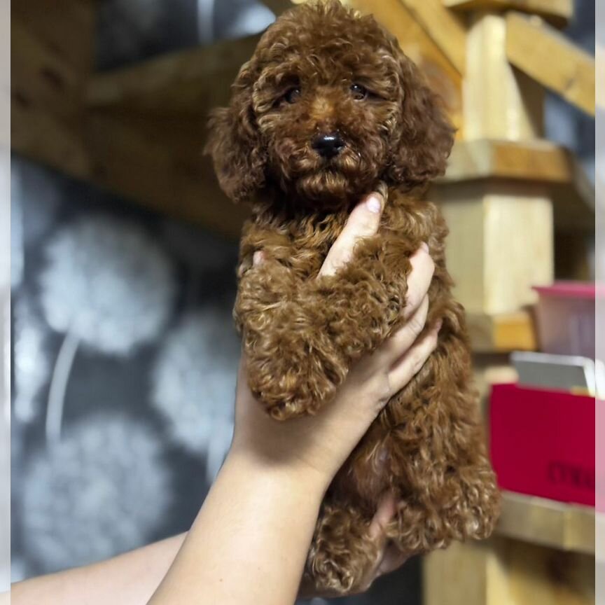 Той-пудель, щенок