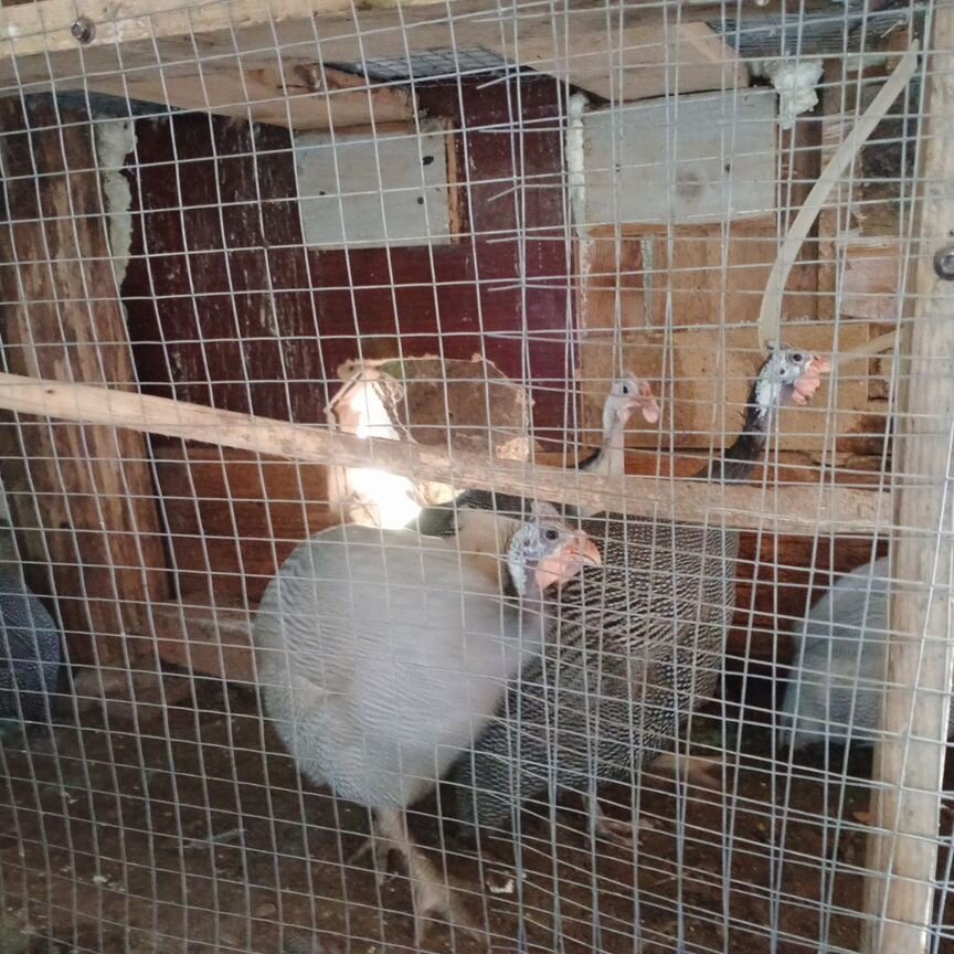 Цесарки