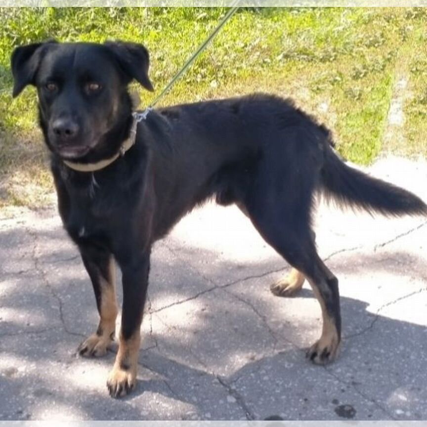 Взрослый пёс в добрые руки