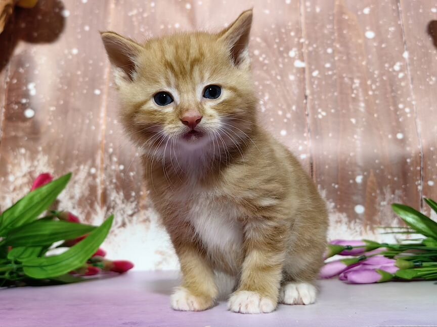 Роскошный котик