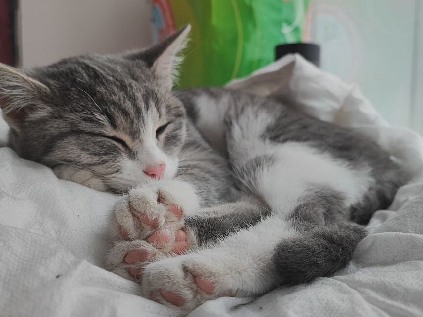 Котёнок в добрые руки