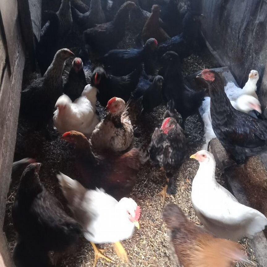 Куры молодки