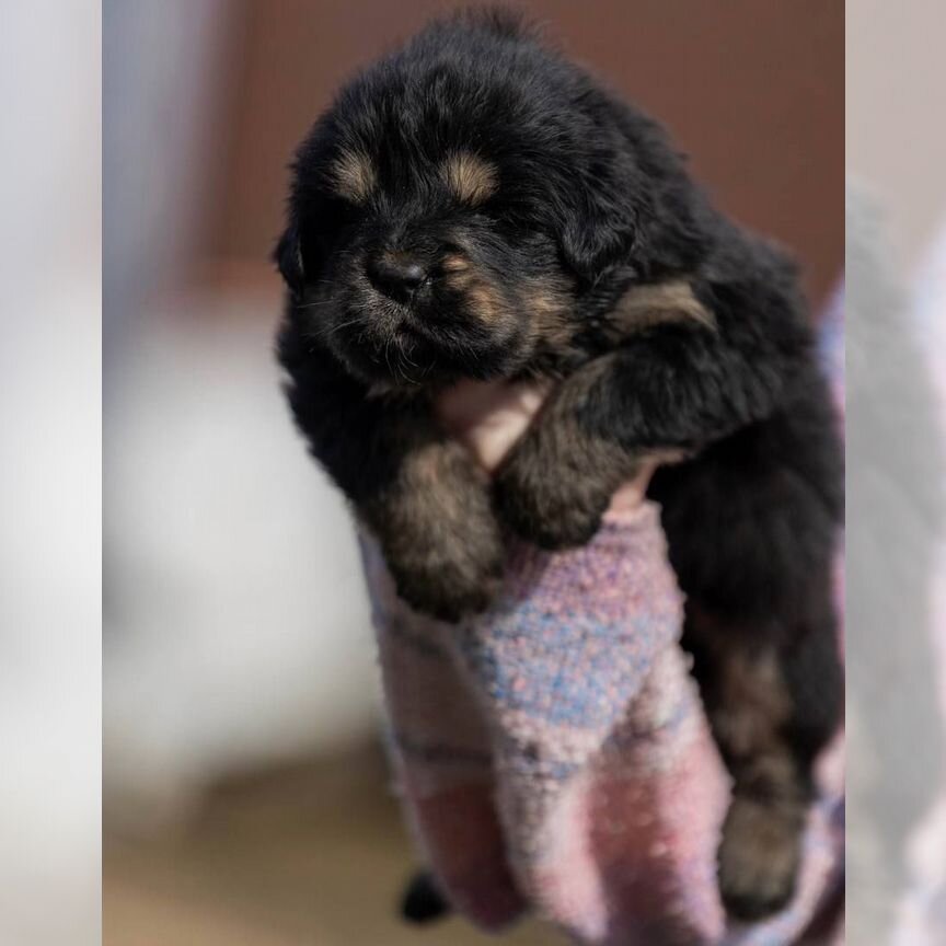 Тибетский мастиф, щенок