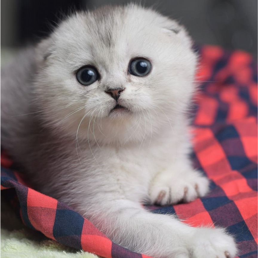 Шотландский вислоухий короткошёрстный котёнок