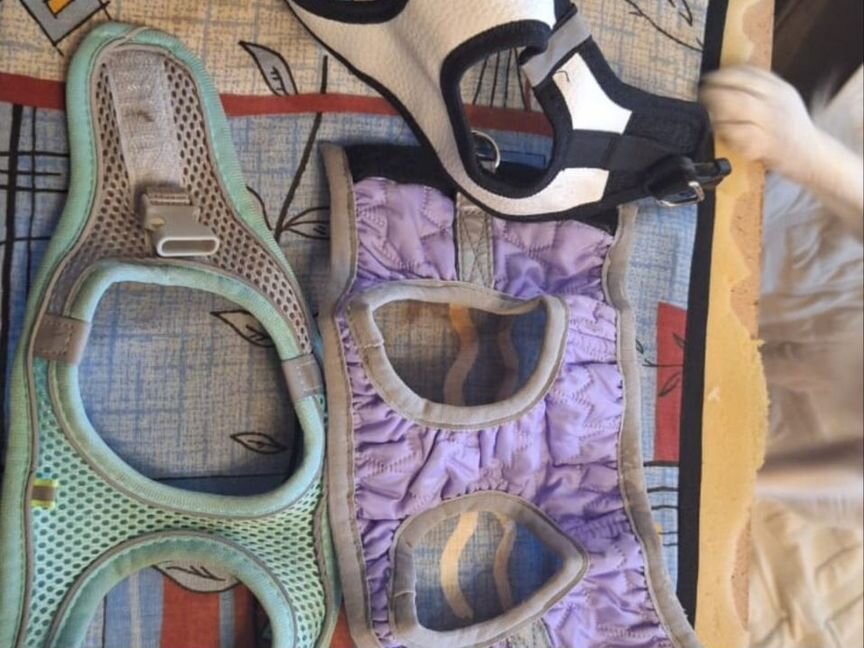 Шлейка для маленькой собаки