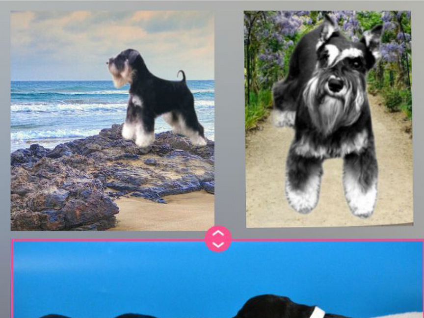 Щенки цвергшнауцера чёрный с серебром